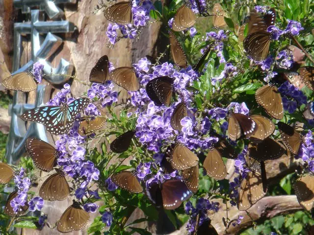 Where to See Thousands of Fluttering Butterflies in Taiwan