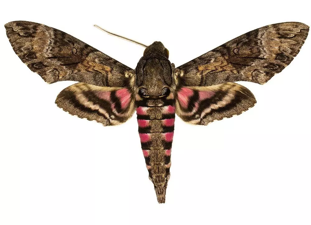 Nei Hawk Moths ari Underdogs yePollinator World