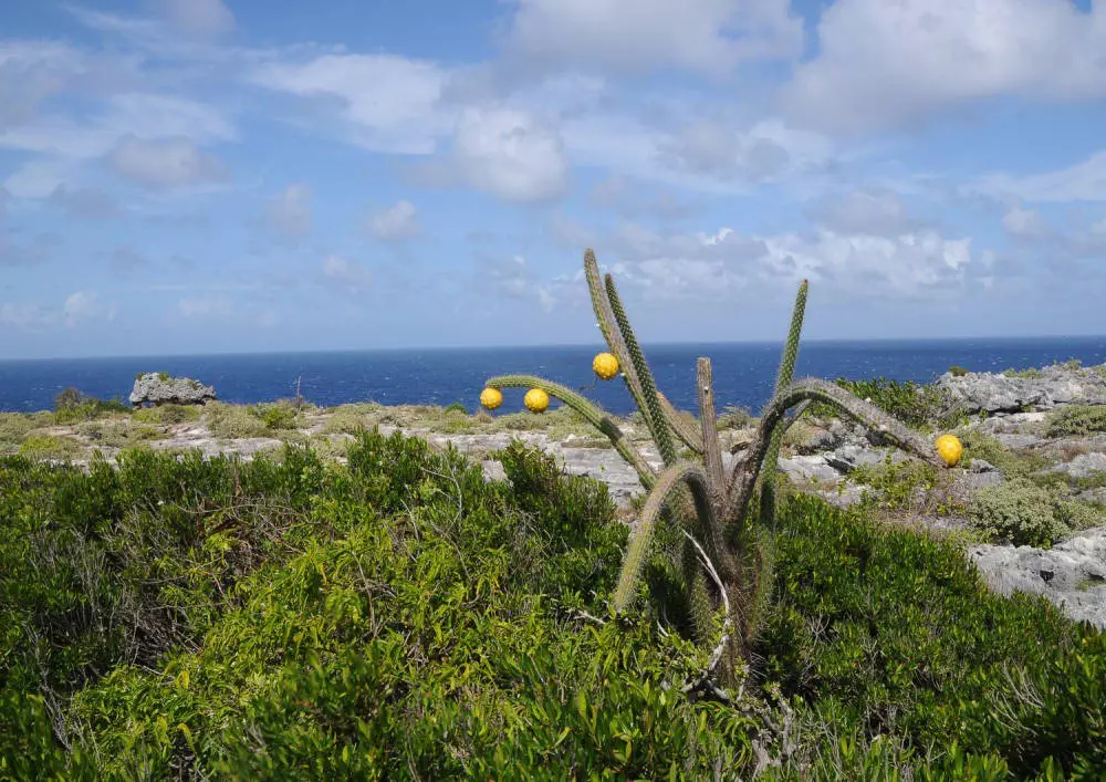 Een groene plant op een rotsachtige kust.