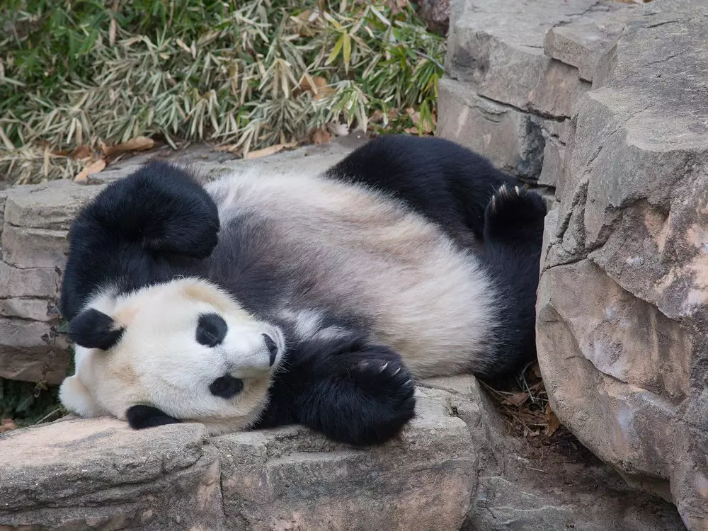 14 Fíricí Spraoi faoi panda ollmhóra