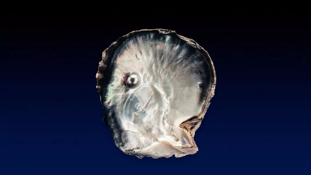 Pearl binnen in oprjochte heale shell fan in bivalve