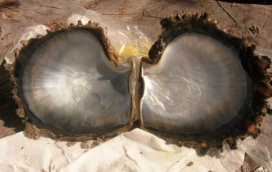 Molluskin kuori halkeaa auki valkoisissa kääremateriaalissa