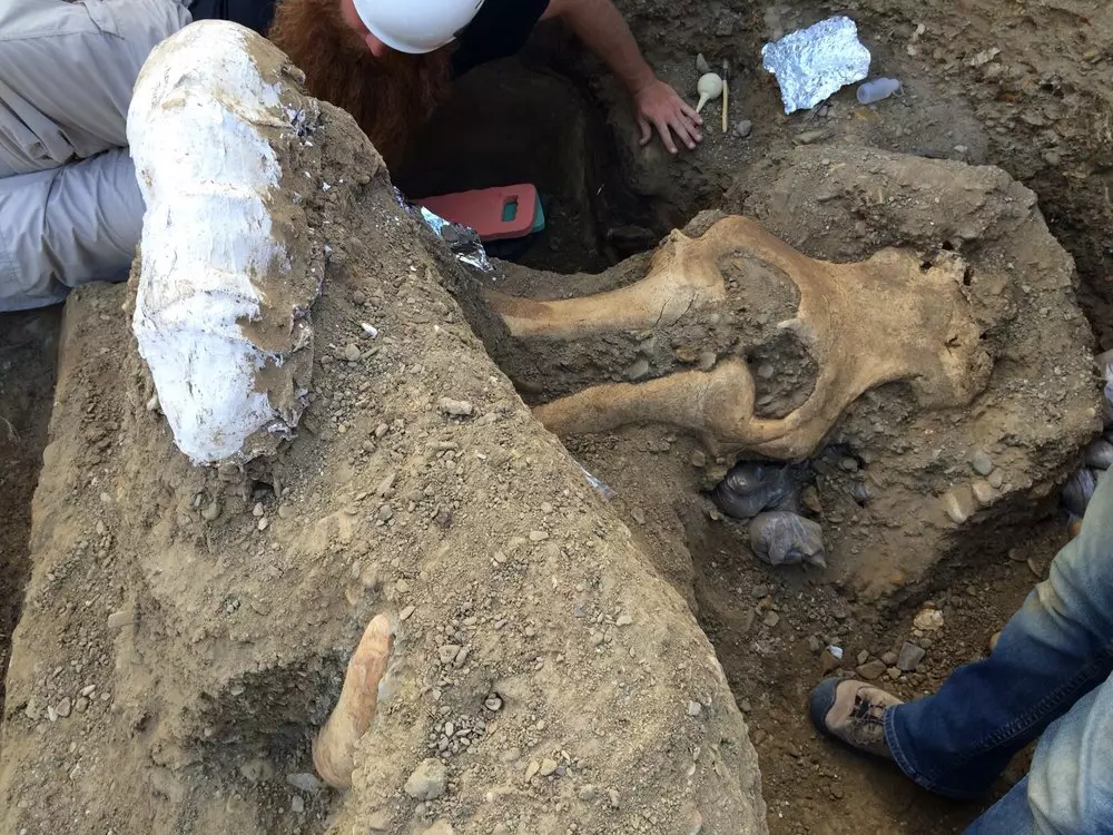 Mammoth Skull