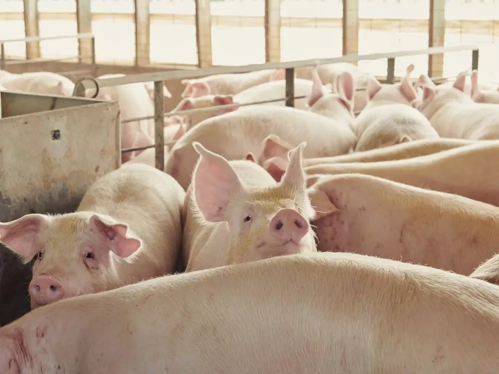 Porcs en un corral en una granja a Iowa