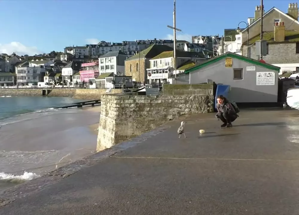 Awọn onimo ijinle sayensi ti o Star ni Gulls