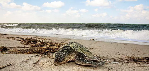 Menyelamatkan Penyu Laut Paling Terancam Di Dunia