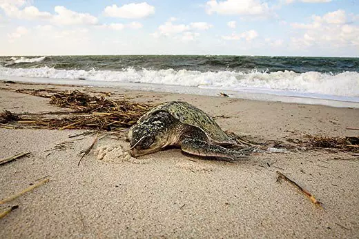 Rettung vun der Welt déi meescht bedroht Seeschildkröt 22264_3