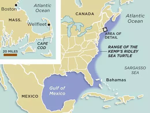 De meest bedreigde zeeschildpad ter wereld redden 22264_6