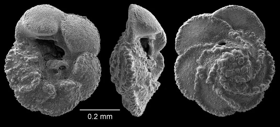 Sê dîmenên reş û spî yên fosîlek foraminifera.