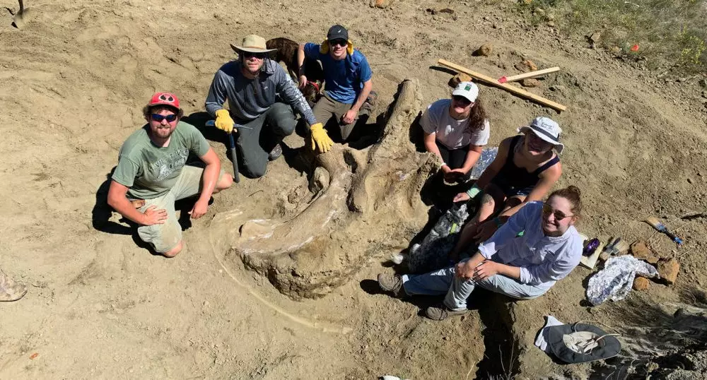 Escavação de Triceratops