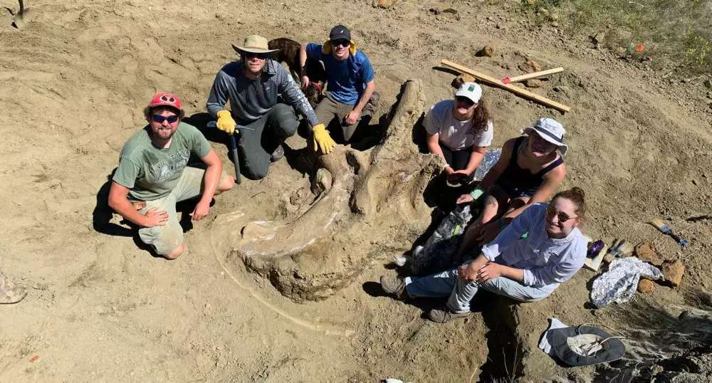 Kollej talabalari katta triceratops bosh suyagini topdilar