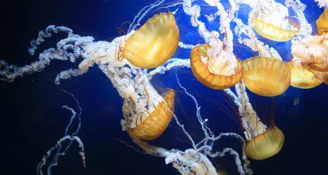 Kini Ṣe Lẹhin Ti Jellyfish Sting yẹn?