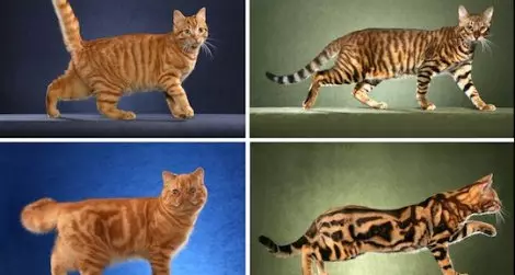 Same Gene ណែនាំគំរូអាវទ្រនាប់ Cheetah និង Tabby Cat