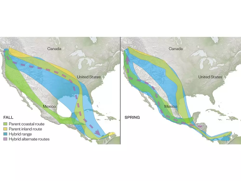 Mapa de migración de tordos híbridos