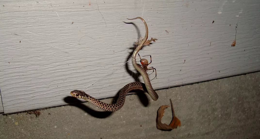 juvenile Eastern garter inzoka yagumye mumurongo wumupfakazi wumukara