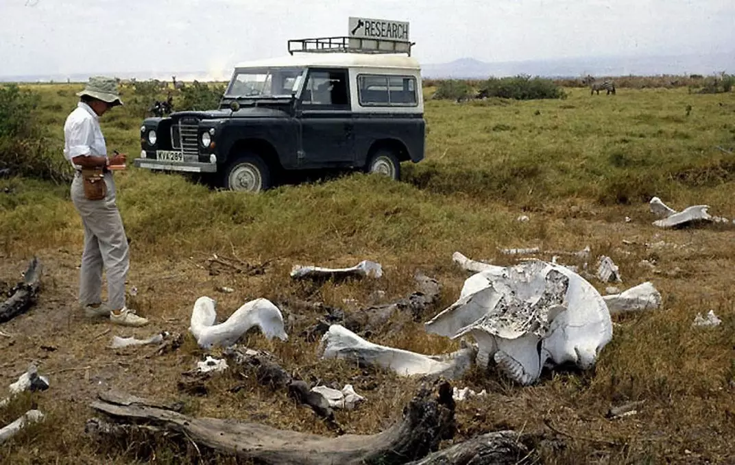 Далада піл сүйектеріне қарап тұрған адам.