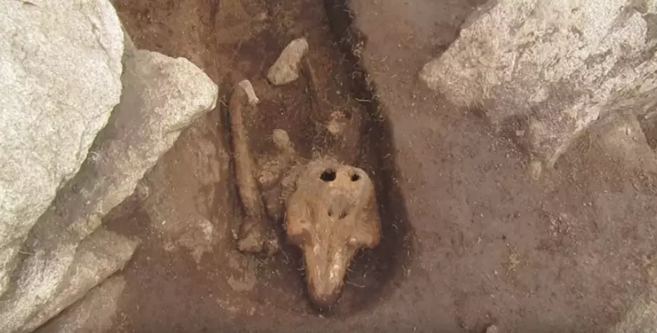 Kiaulių kaulų atradimas viduramžių vietoje glumina archeologus