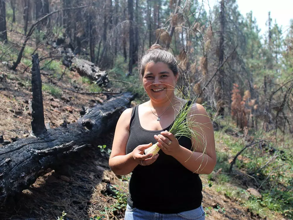 Carolyn Smith zbiera medvediu trávu v Klamath National Forest, 2015. Aby bola medvedica dostatočne pružná, aby ju mohli tkáči použiť vo svojich košíkoch, je potrebné ju každoročne spáliť. Ideálne je, ak sa spáli v zámerne založenom kultúrnom ohni, kde sa spália len vrchná časť, pričom korene zostanú nedotknuté. Predpísaných požiarov v národnom lese Klamath je málo, takže tkáči „chodia za dymom“ a zhromažďujú sa, keď môžu, po lesných požiaroch, ktoré sa preženú krajinou. (Foto s láskavým dovolením Carolyn Smith)