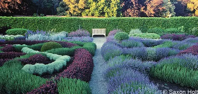 Filoli garden lavender