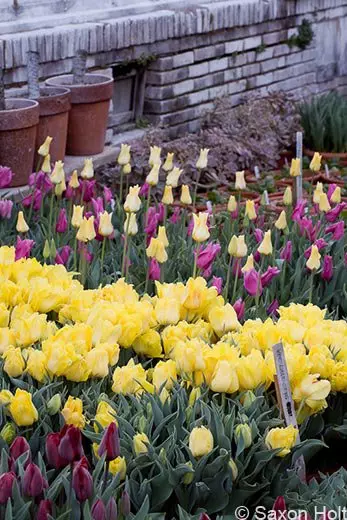 Filoli：黃金時代的花園 22380_12