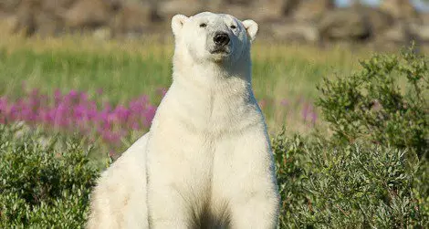 Seis cosas que hacer y lugares para ver antes de que el cambio climático inunde la fiesta