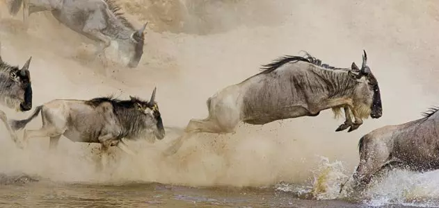 Untuk Wildebeest, Bahaya di Depan