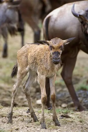 Wildebeests အတွက်၊ Danger Ahead 22387_10