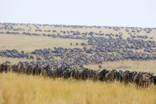 Wildebeests को लागि, खतरा अगाडि 22387_11