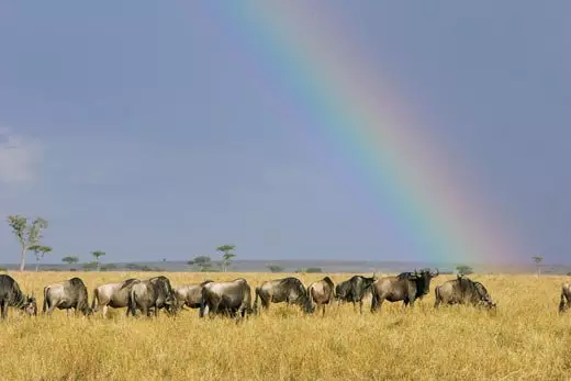 Wildebeests အတွက်၊ Danger Ahead 22387_15