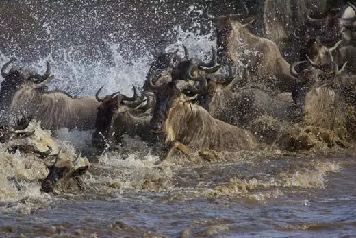 Wildebeests को लागि, खतरा अगाडि 22387_21