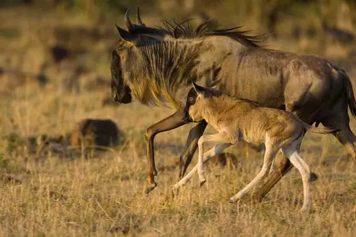 Wildebeests को लागि, खतरा अगाडि 22387_22