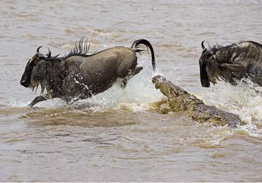 Wildebeests को लागि, खतरा अगाडि 22387_4