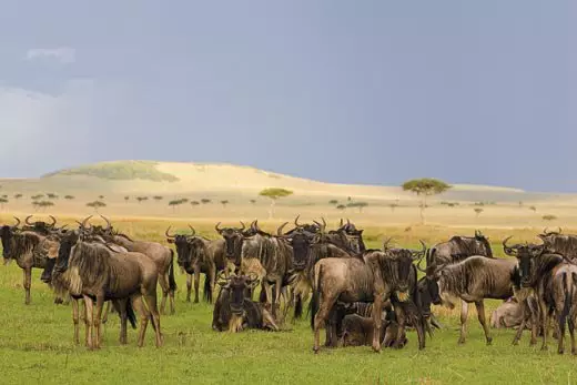 Wildebeests को लागि, खतरा अगाडि 22387_6