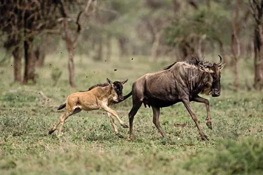 Rau Wildebeests, Danger Ahead 22387_8