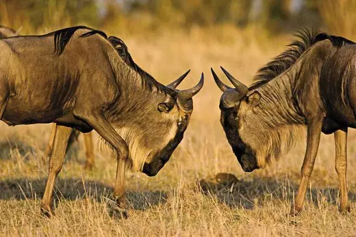 Kanggo Wildebeests, Bebaya Ahead 22387_9