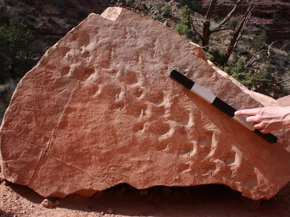 Fallen Boulder by de Grand Canyon ûntbleatet prehistoaryske reptilefuotprinten