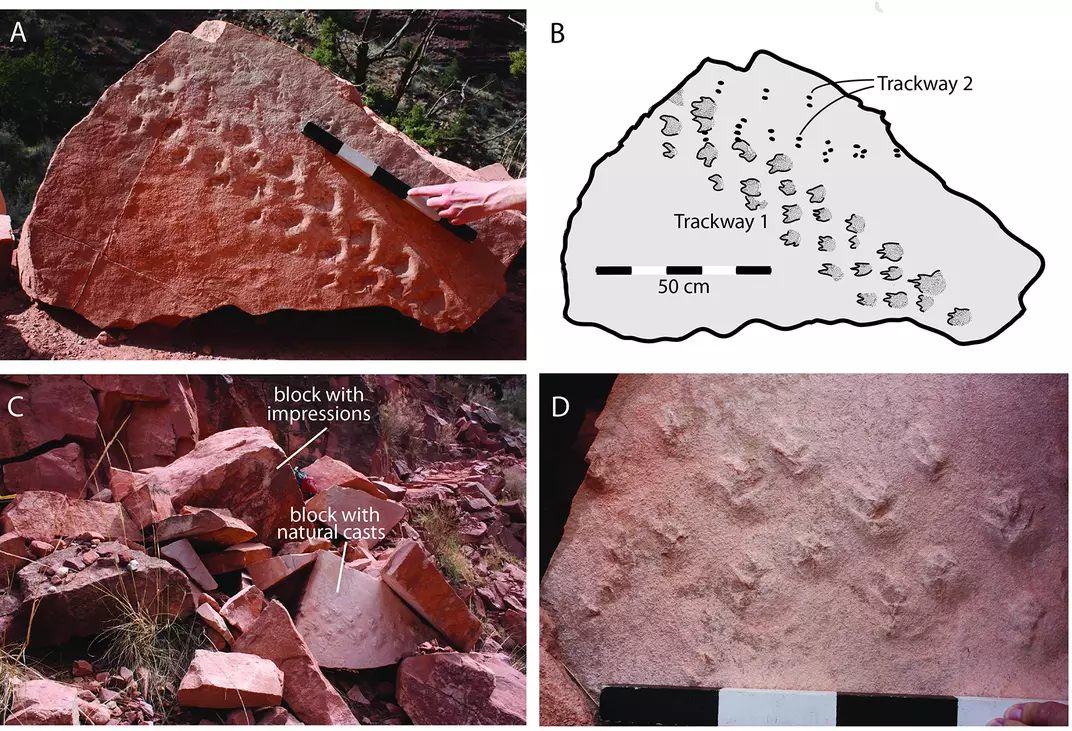 Boulder dara na Grand Canyon na-ekpughe akara ukwu ndị na-akpụ akpụ n'oge gara aga 22397_3