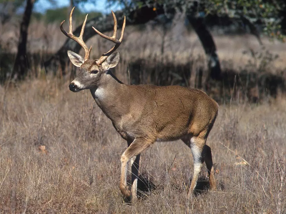 Likokoana-hloko tsa Coronavirus li fumanoe ho Wild White-Tailed Deer linaheng tse 'maloa tsa US