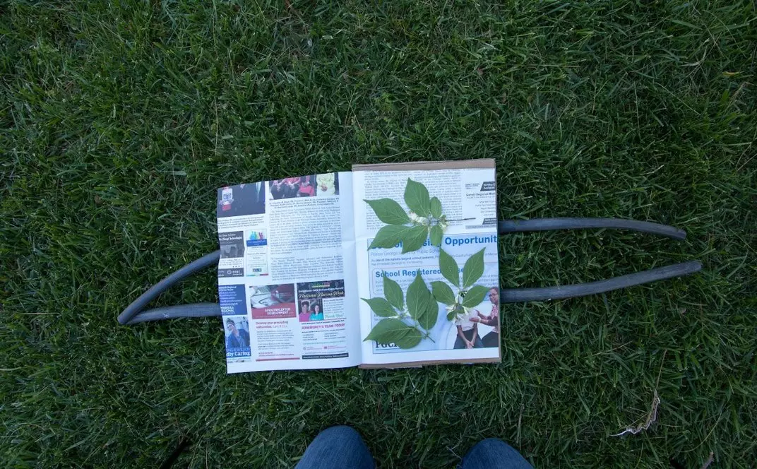 Izložena biljka na otvorenom biljci pritisnite na travu.