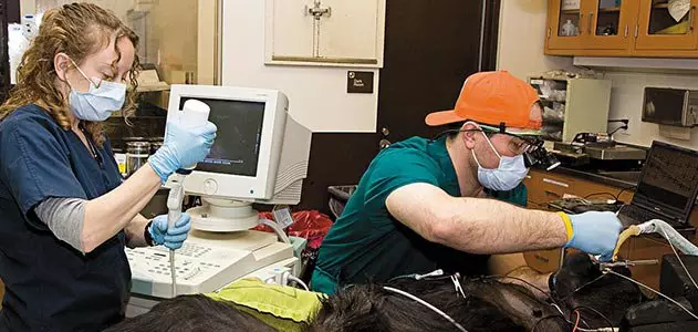 Q kaj A kun Barron Hall, Veterinara Dentisto