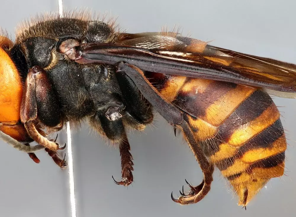 Shahararren Giant Hornet na Asiya Ya Nemo Gida a cikin Smithsonian