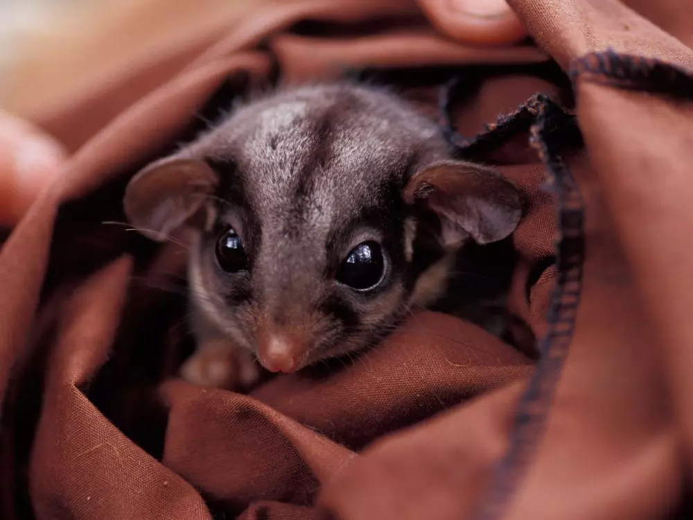 Leadbeater opossum