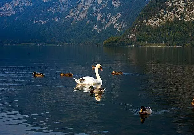 Swan Hallstatter Žr. Austrija