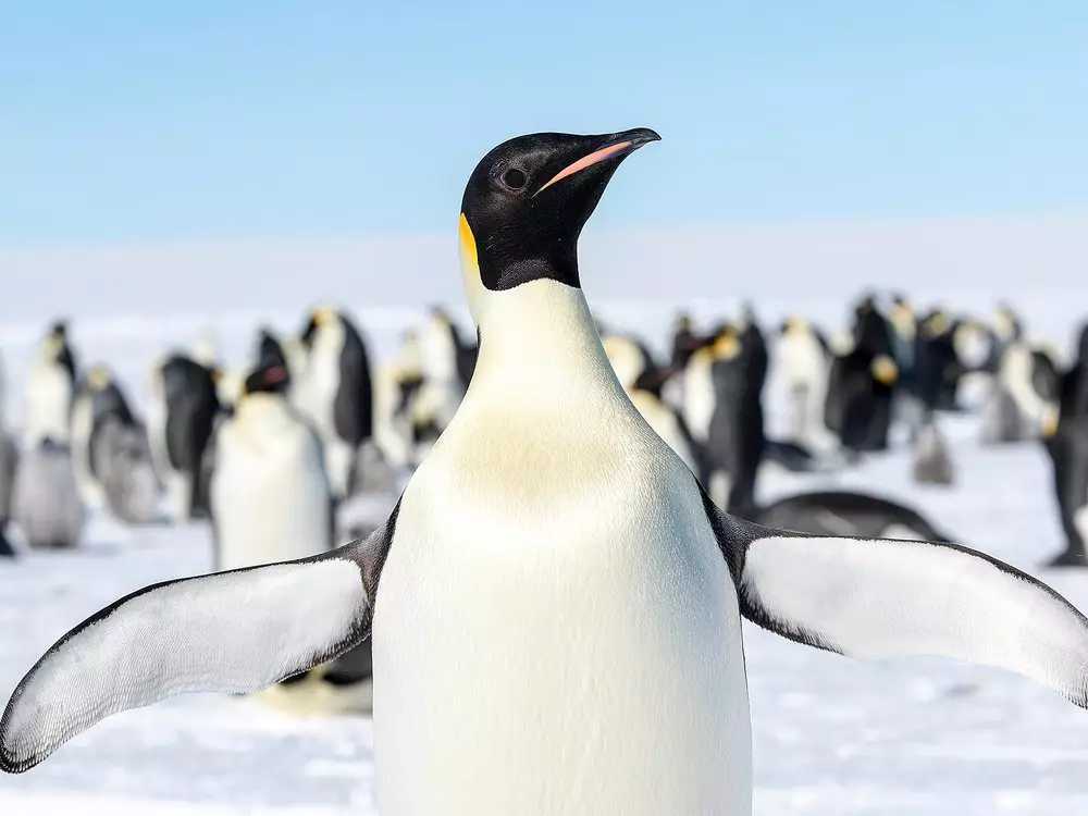 I-Emperor penguin