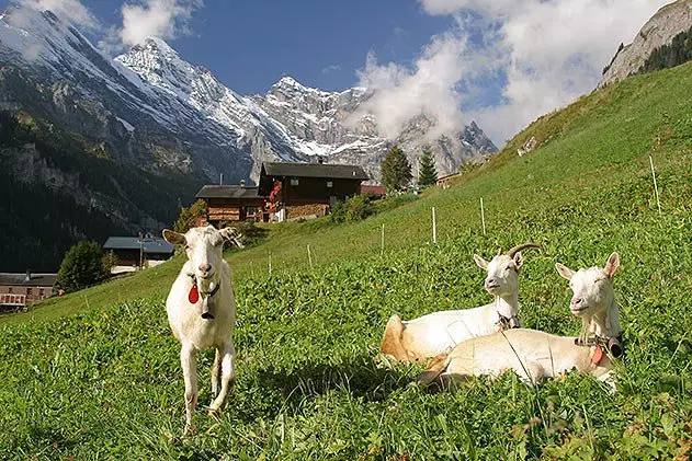 Capre în Gimmelwald Elveția