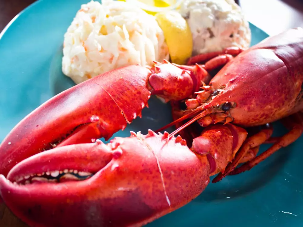 Lobster di atas pinggan biru teal dengan sisi coleslaw, baji lemon dan salad kentang
