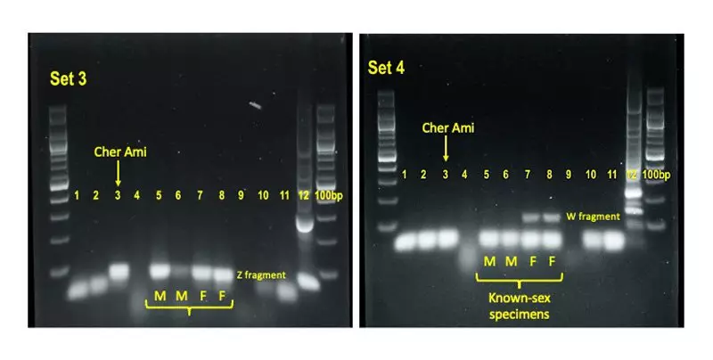 លទ្ធផល PCR ដែលមានស្លាកនៅលើផ្ទៃខាងក្រោយខ្មៅ