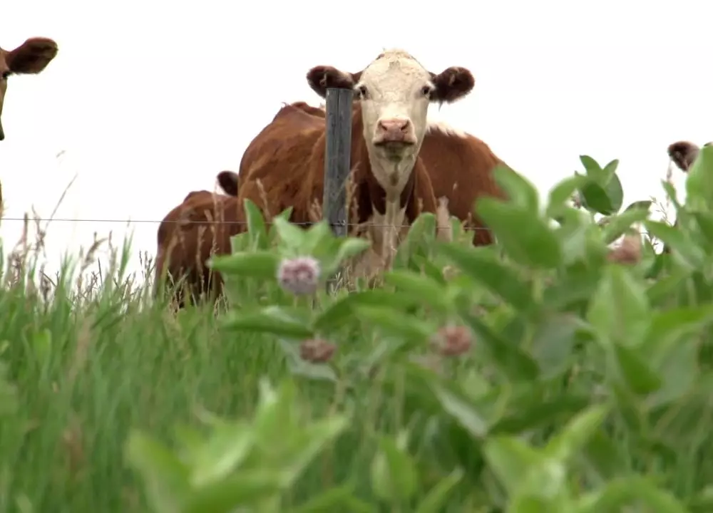 Kā pareiza lauksaimniecība var aizsargāt mūsu augsni un klimatu? Uzziniet Carbon Cowboys. © 2020, oglekļa valsts. Pītera Bika fotogrāfija