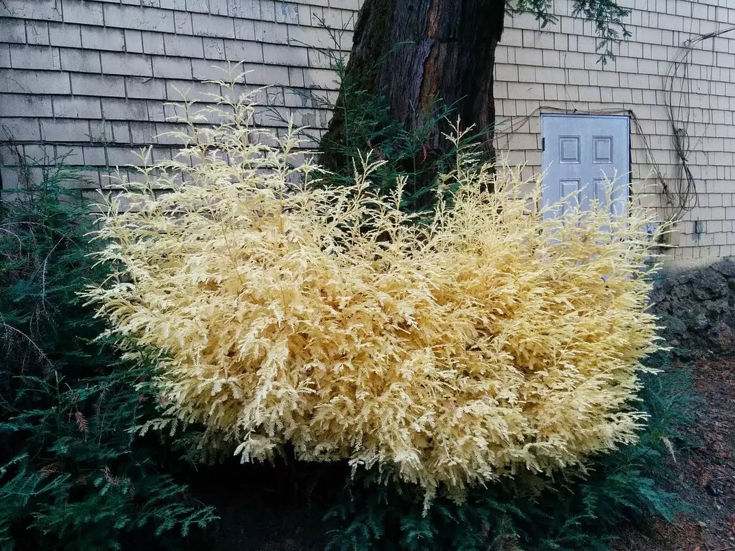 obere albino redwood