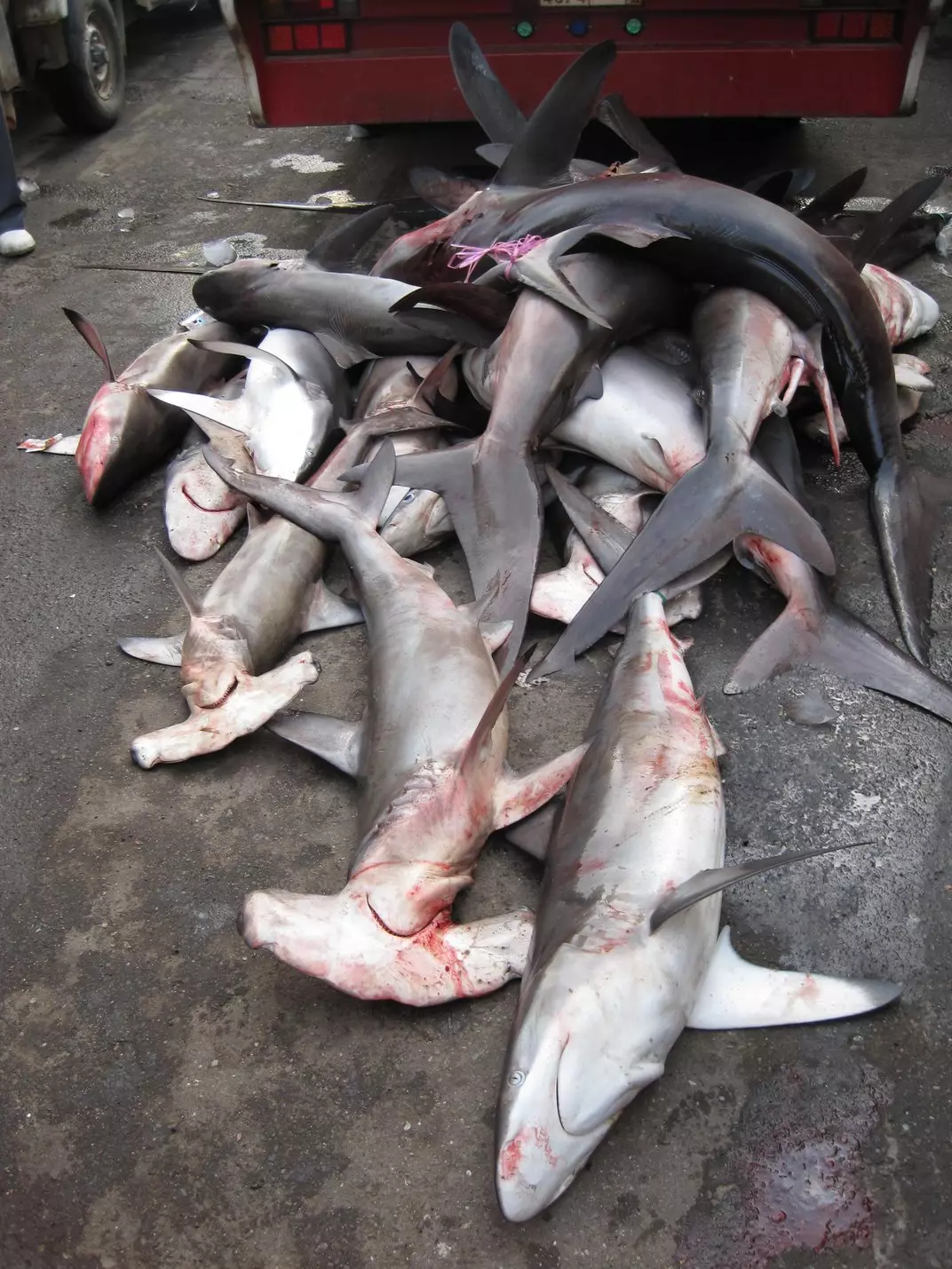 Je příliš pozdě na záchranu žraloků Rudého moře?
